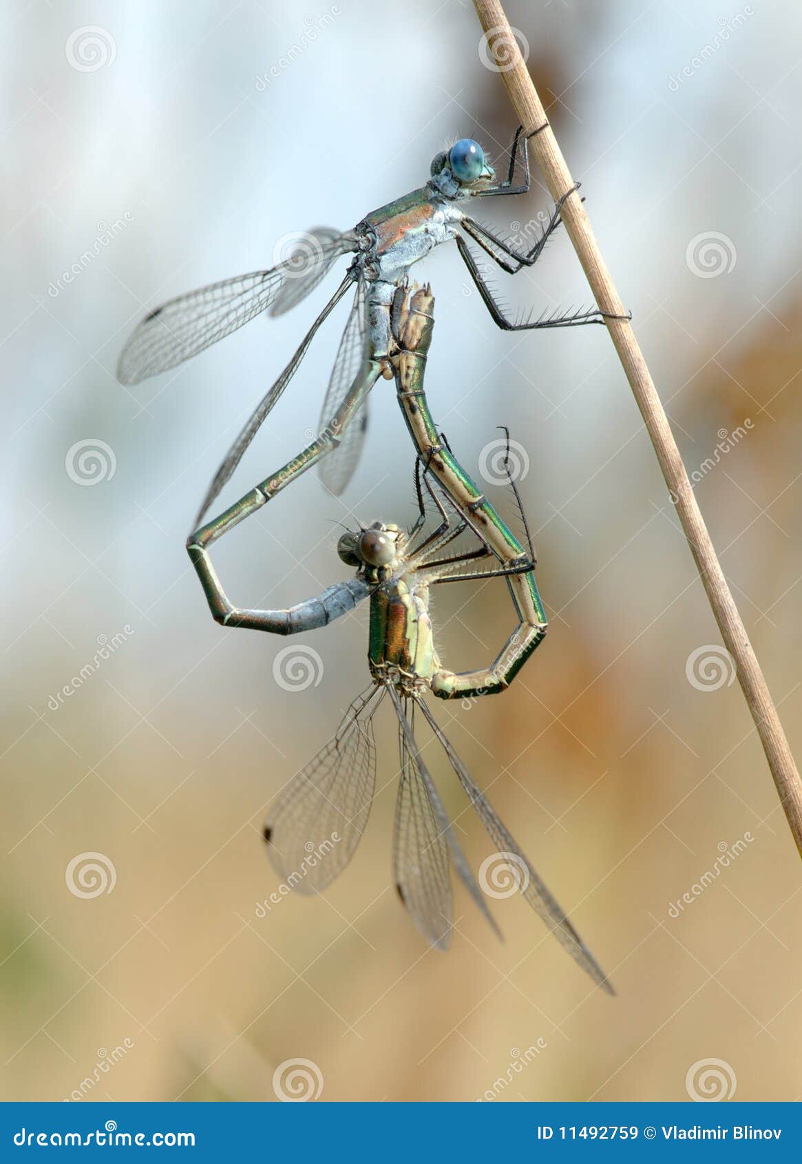 Two dragonflies stock image. Image of friendship, life - 11492759