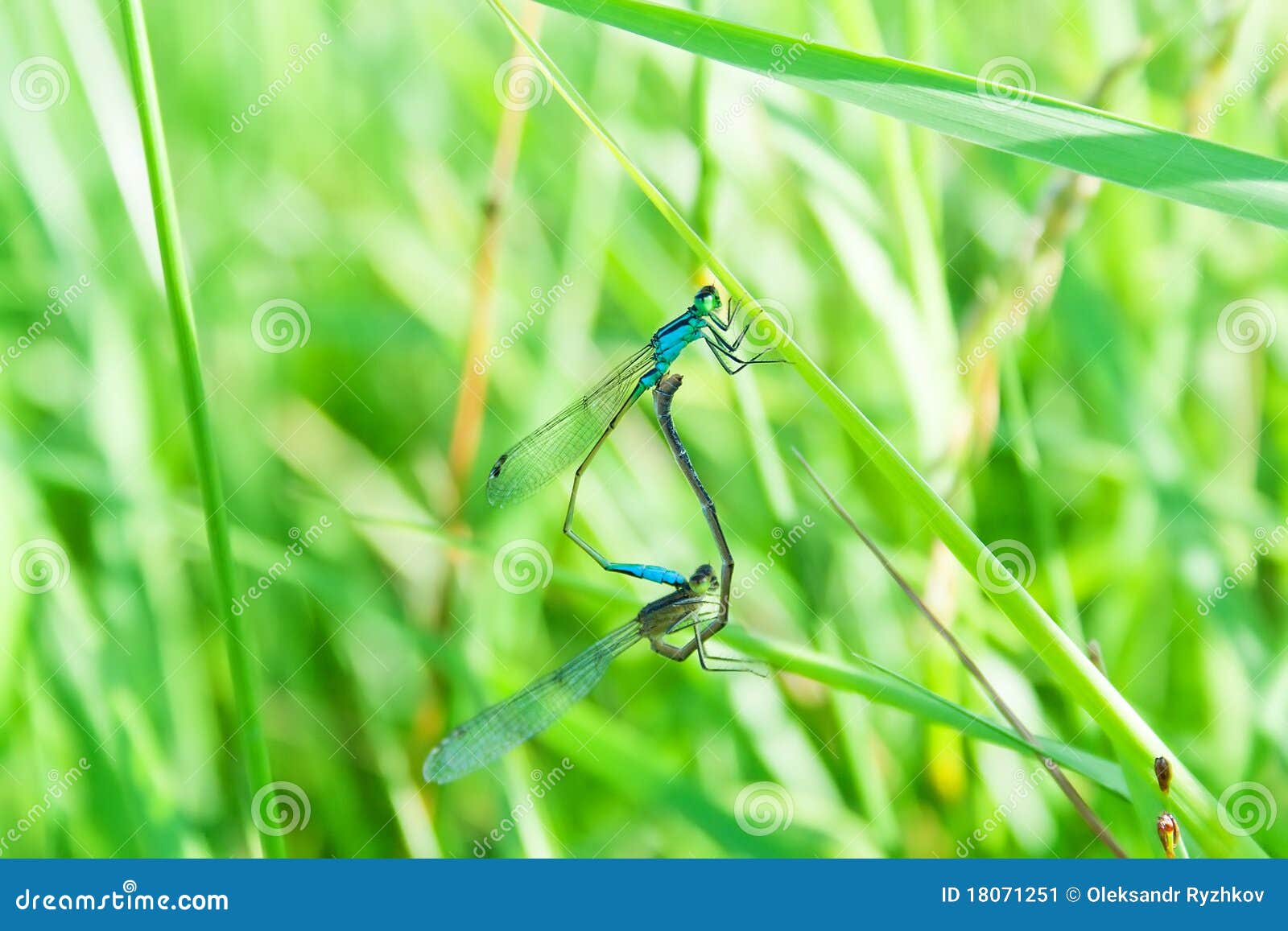 Two dragonflies stock image. Image of mating, blue, family - 18071251