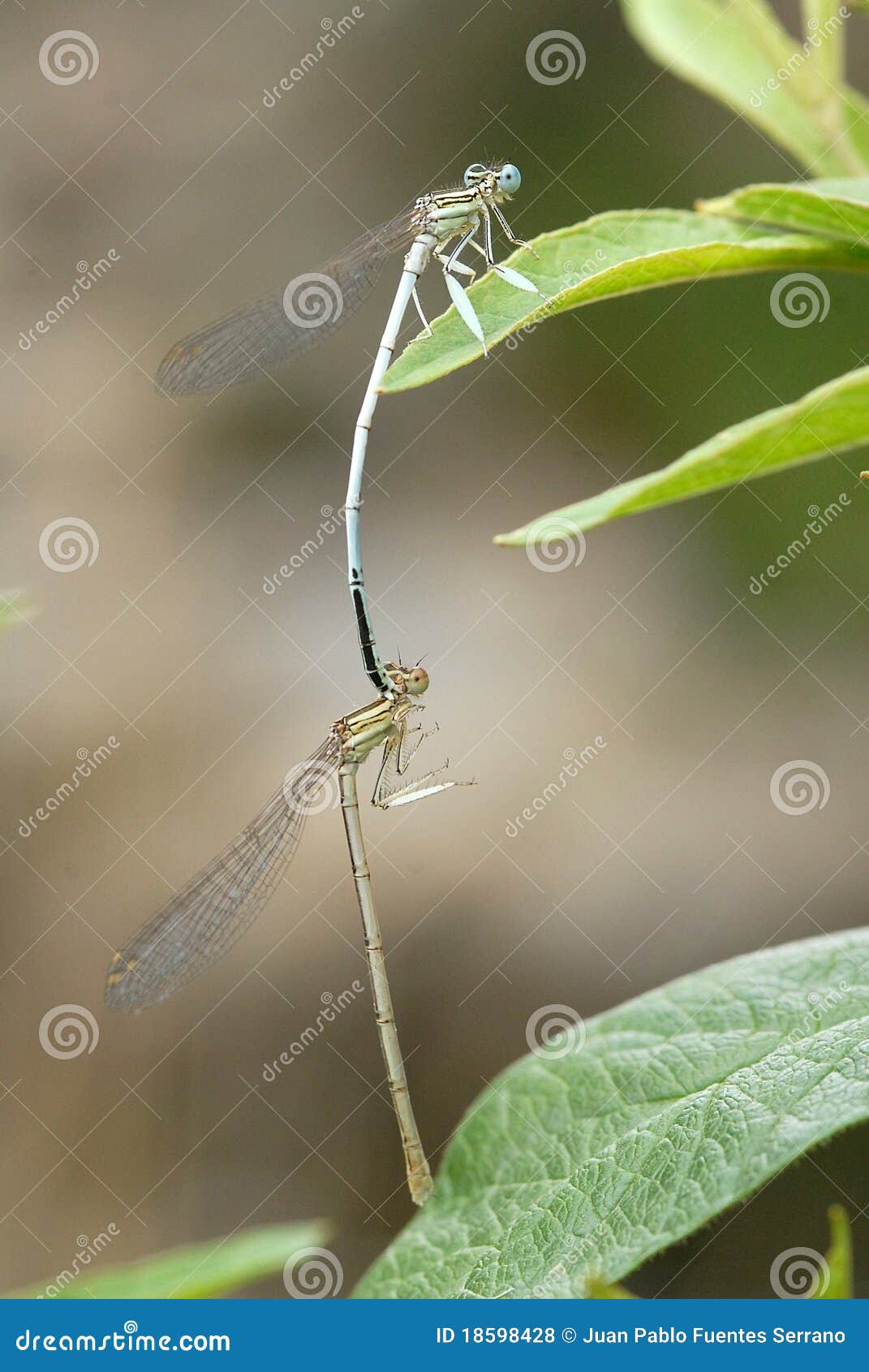 Two dragonflies stock photo. Image of invertebrate, insect - 18598428
