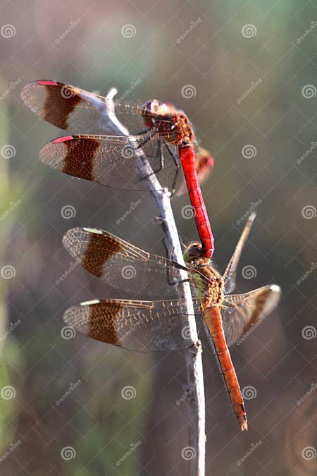 Two dragonflies stock image. Image of insect, stem, odonata - 21101581