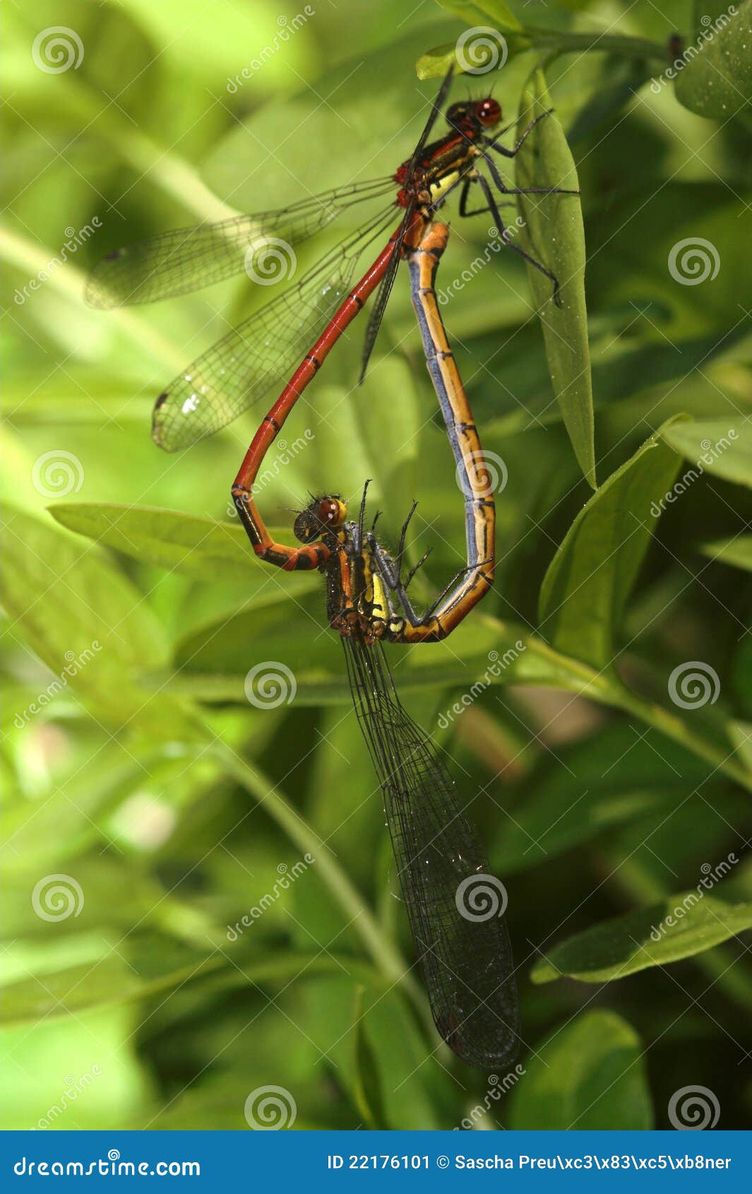 Two dragonflies stock image. Image of animal, nature - 22176101