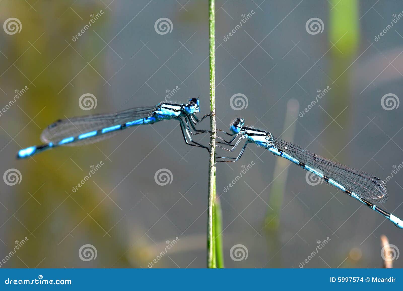 Two dragonflies stock photo. Image of dragonfly, wild - 5997574