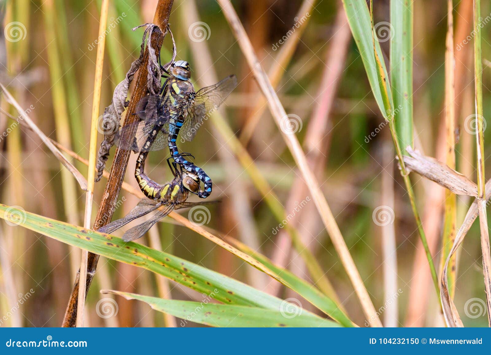 Dragonflies in the Autumn Reed Stock Photo - Image of wing, macro ...