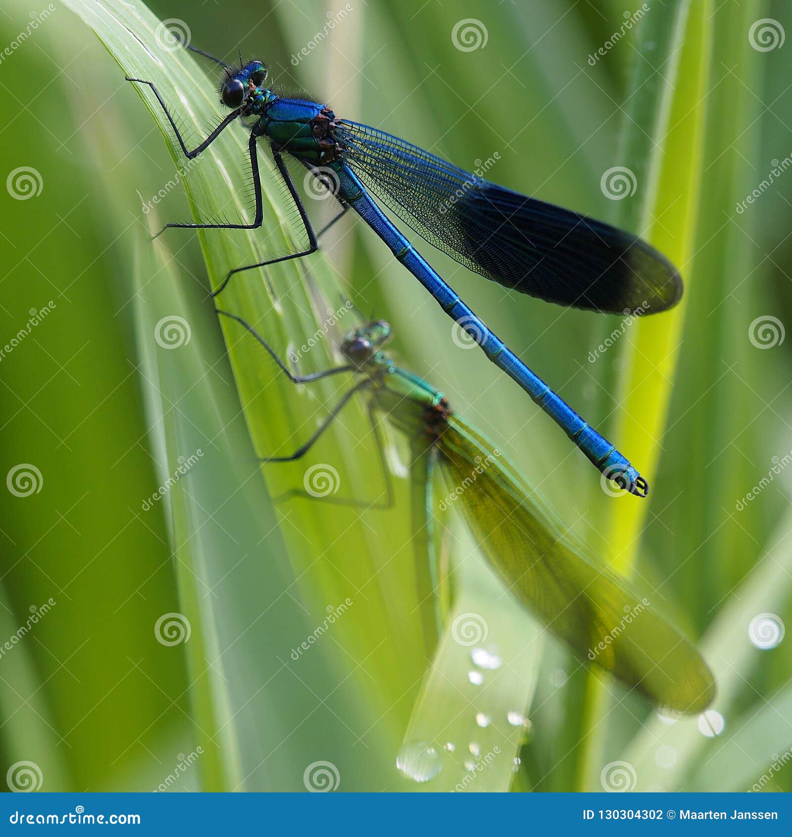 Dragonfly couple stock photo. Image of macro, fragile - 130304302