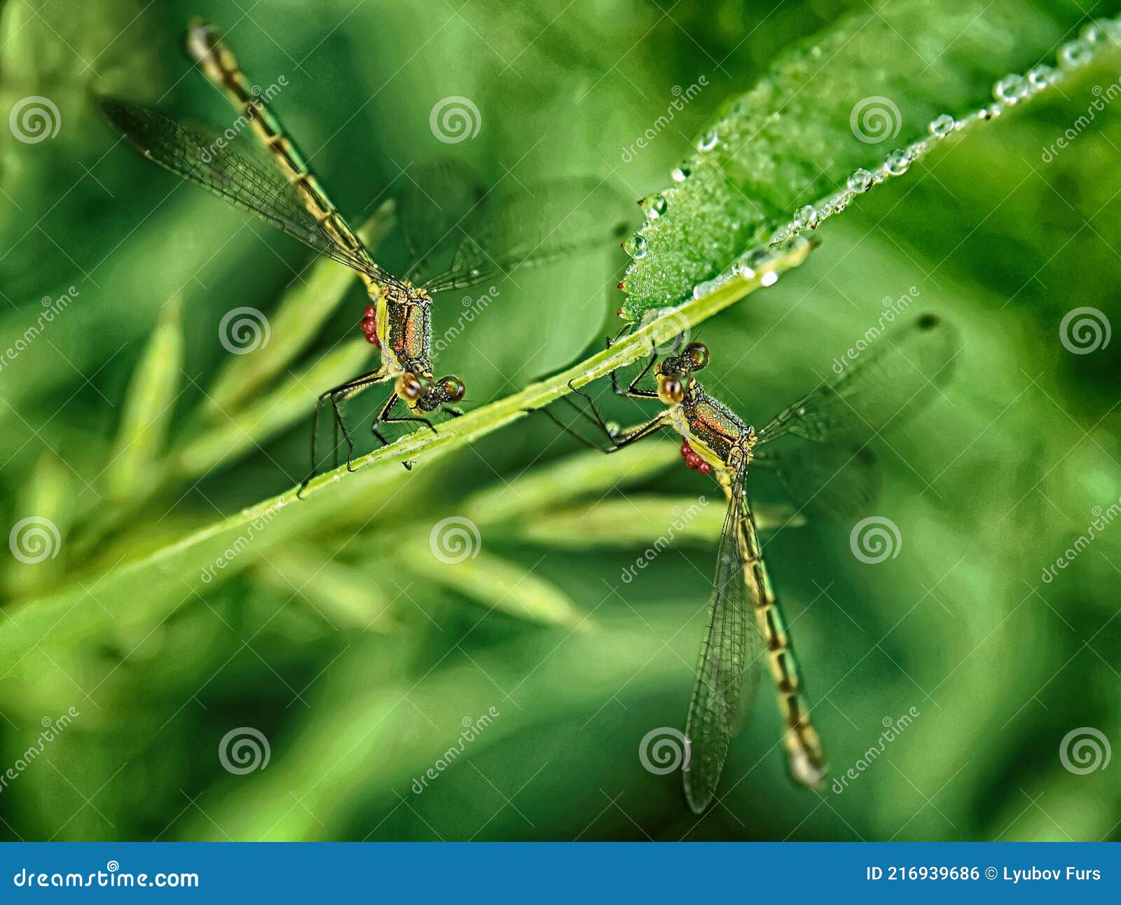 Two Dragonflies on a Green Background Stock Photo - Image of detail ...
