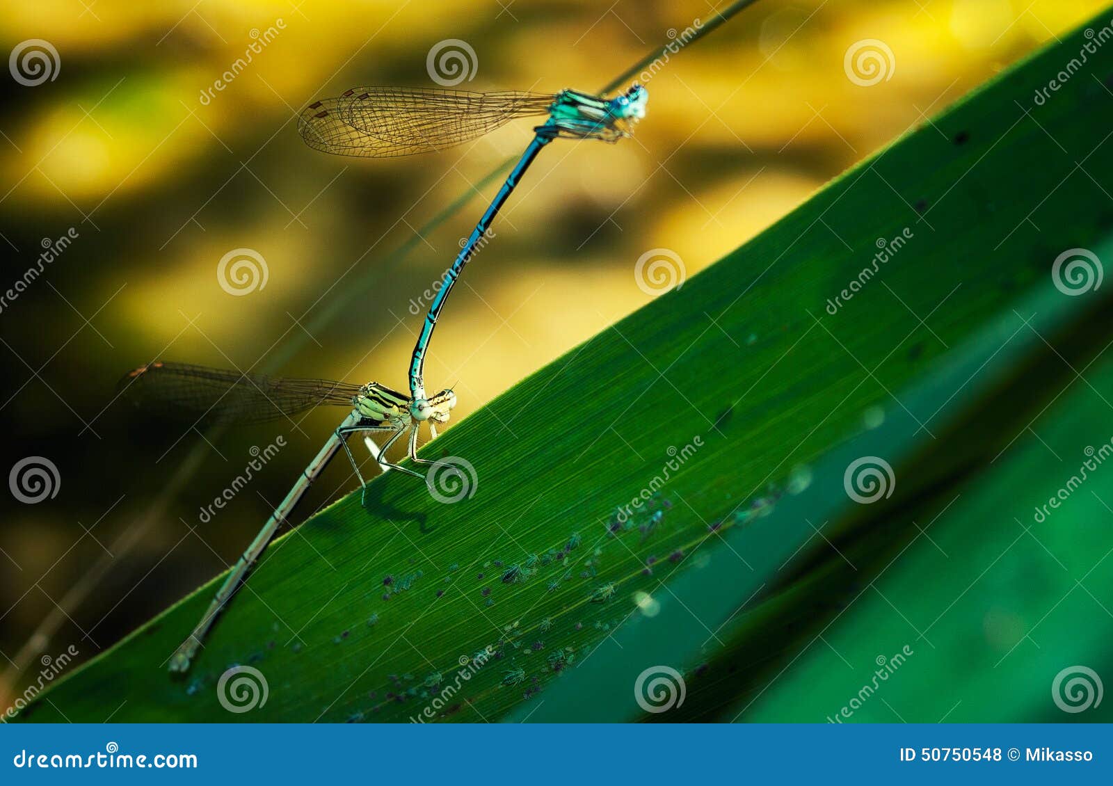 Two Dragonflies stock photo. Image of dragonflies, shot - 50750548