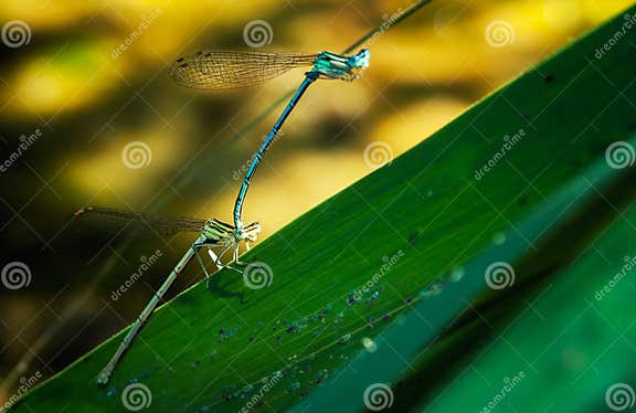 Two Dragonflies stock photo. Image of dragonflies, shot - 50750548