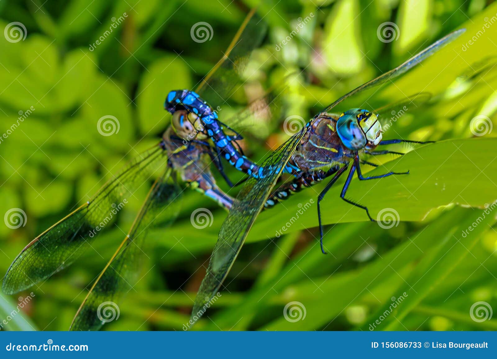 Two Dragonflies Hanging Out on a Leaf Stock Image - Image of outdoors ...