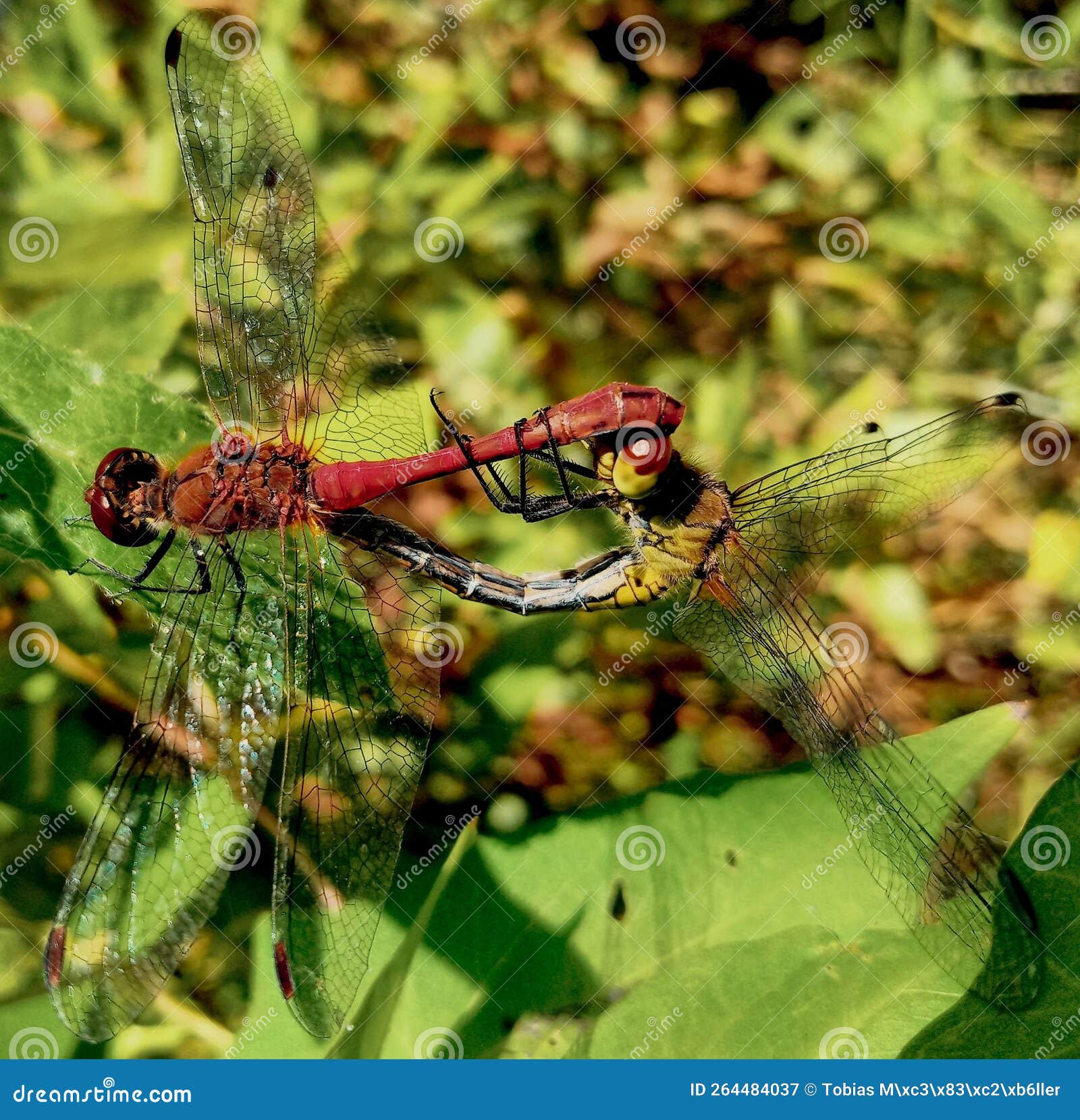 Two dragonflies in love stock image. Image of leaf, dragonfly - 264484037