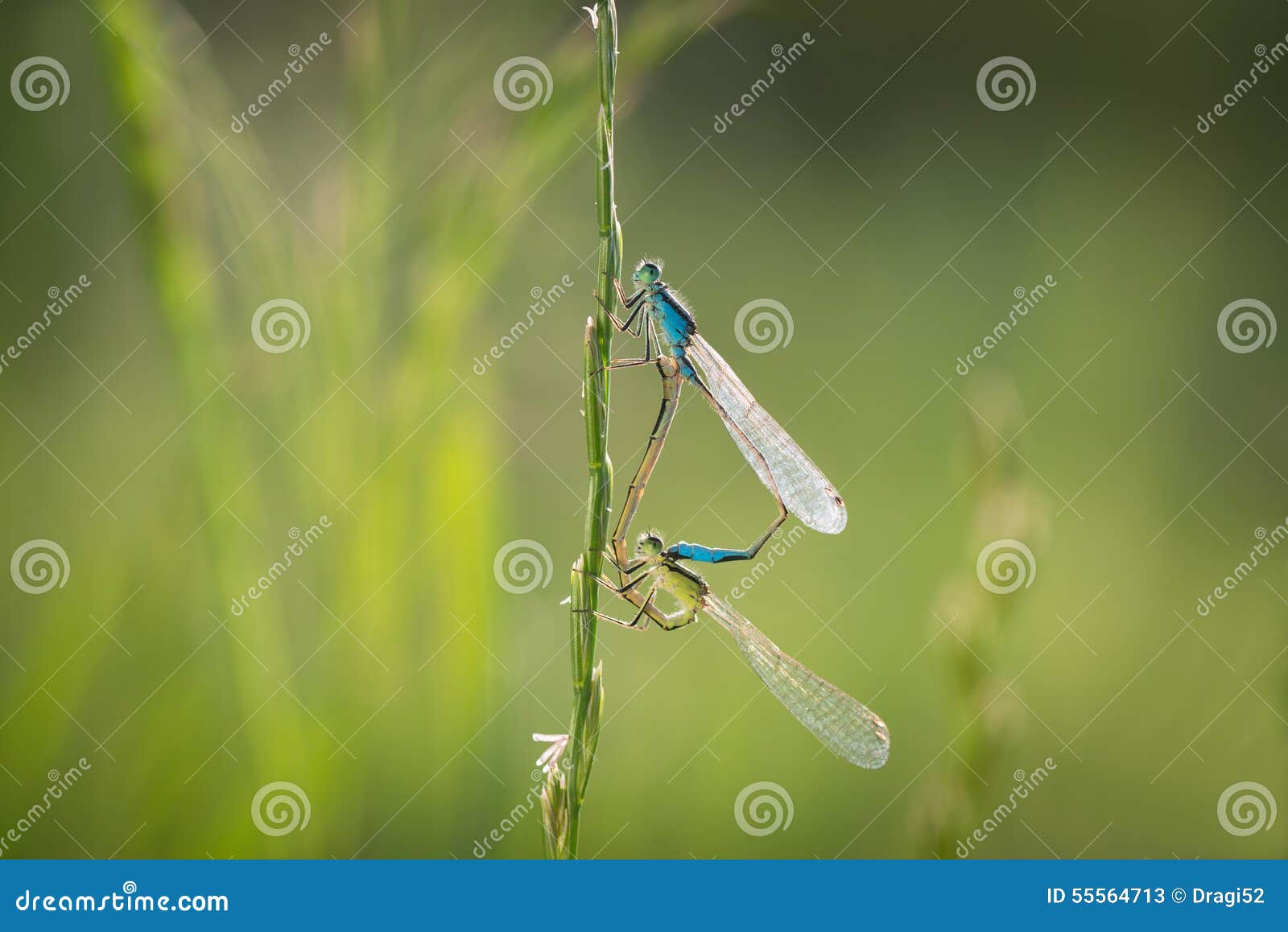 Two Dragonflies Making Love on the Grass Stock Image - Image of love ...