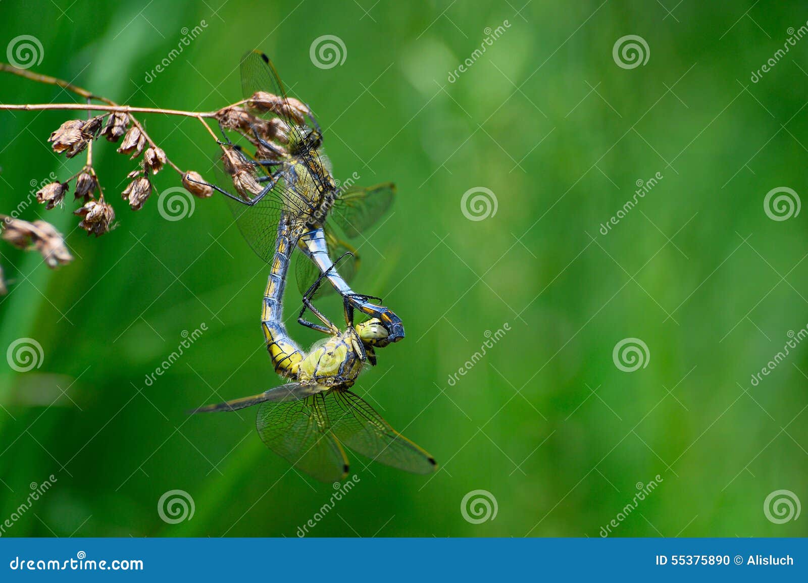 Two Dragonflies Mating Close-up Stock Photo - Image of environment ...