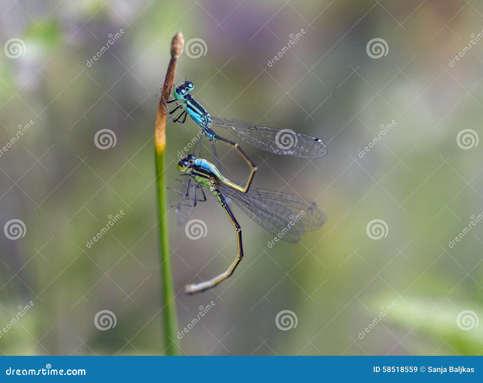 Two Dragonflies mating stock image. Image of cliff, dragonfly - 58518559