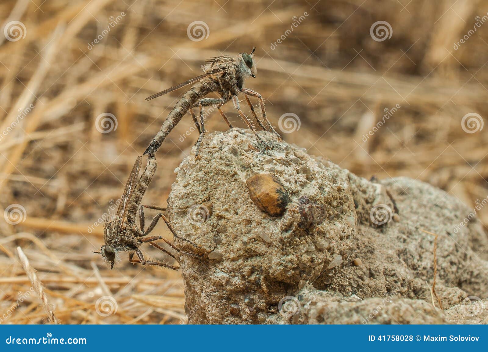 Two dragonflies. stock photo. Image of grass, rock, dragonfly - 41758028