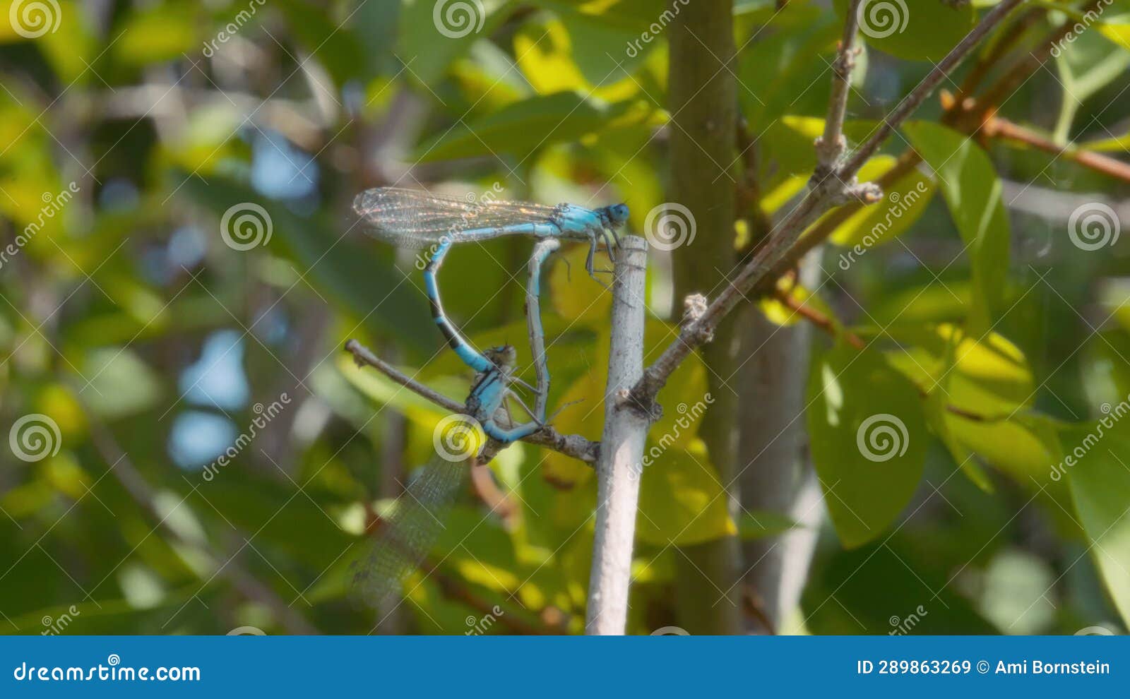 Two Dragonflies Mating between the Trees Stock Video - Video of ...