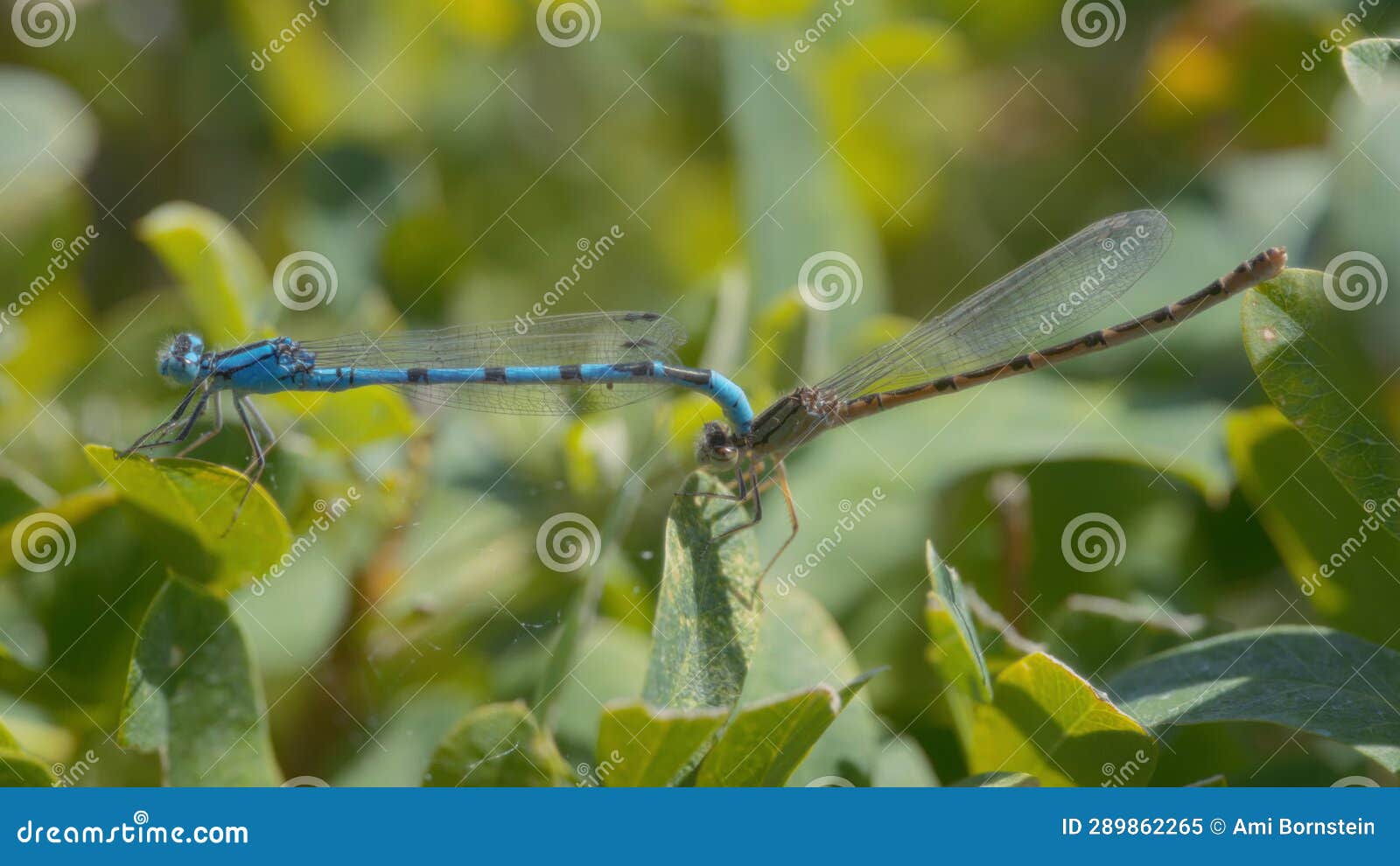 Two dragonflies mating stock video. Video of green, mate - 289862265