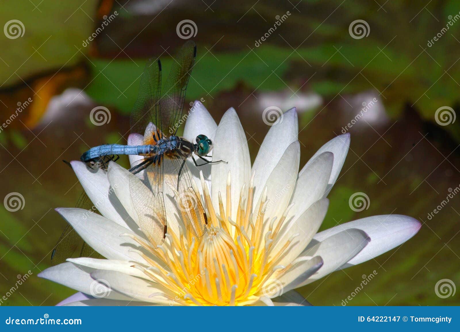 Two Dragonflies Resting on a White Water Lily Stock Image - Image of ... Two Dragonflies Resting on a White Water Lily Stock Image - Image of ...