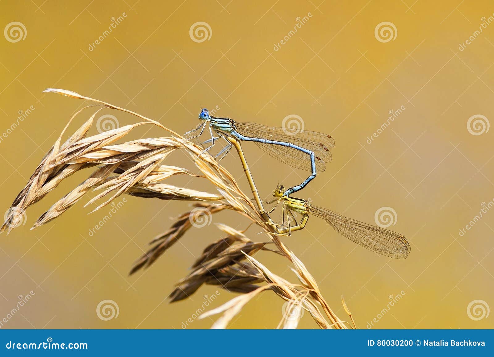 Two Dragonflies Sit Together in the Shape of a Heart on a Summer Meadow ...