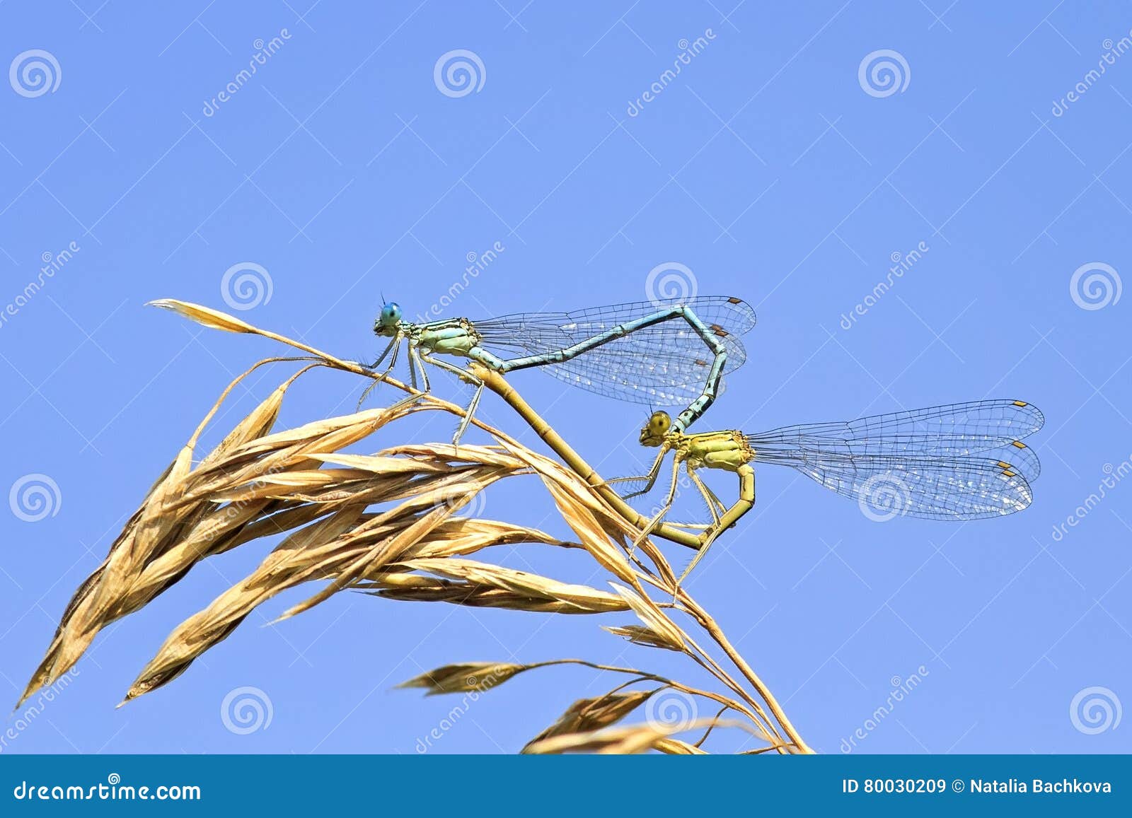 Two Dragonflies Sit Together in the Shape of a Heart on a Summer Meadow ...