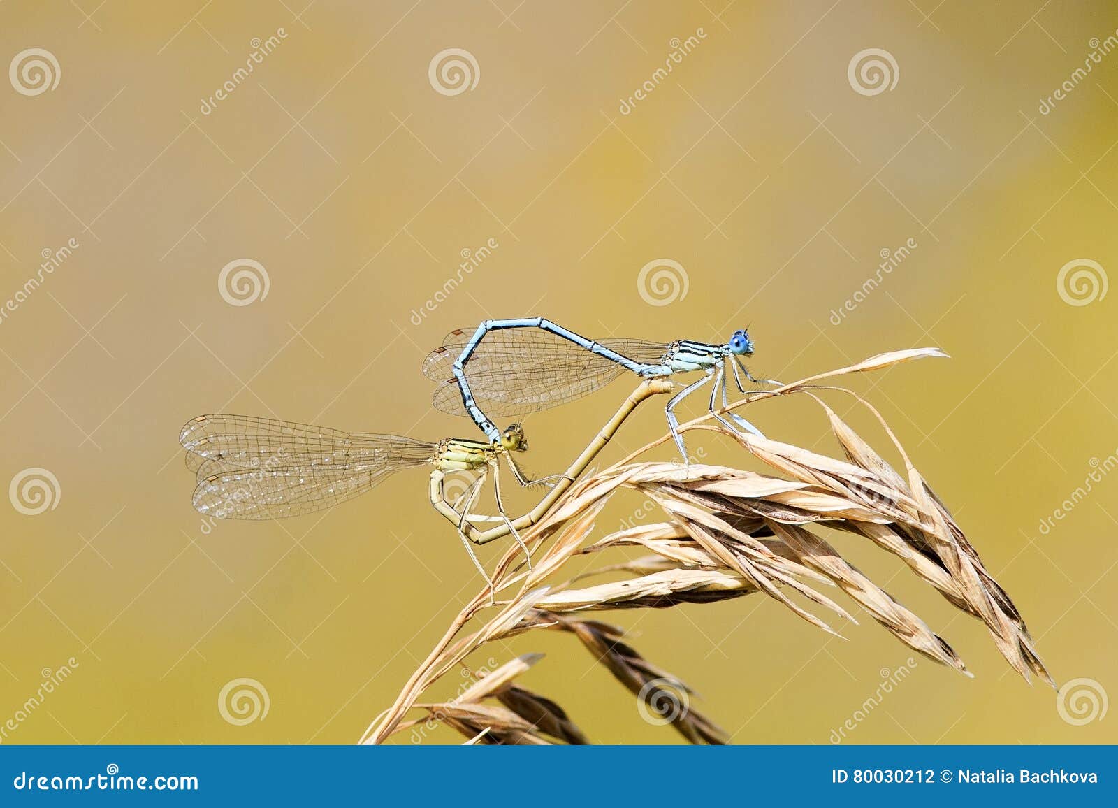 Two Dragonflies Sit Together in the Shape of a Heart on a Summer Meadow ...