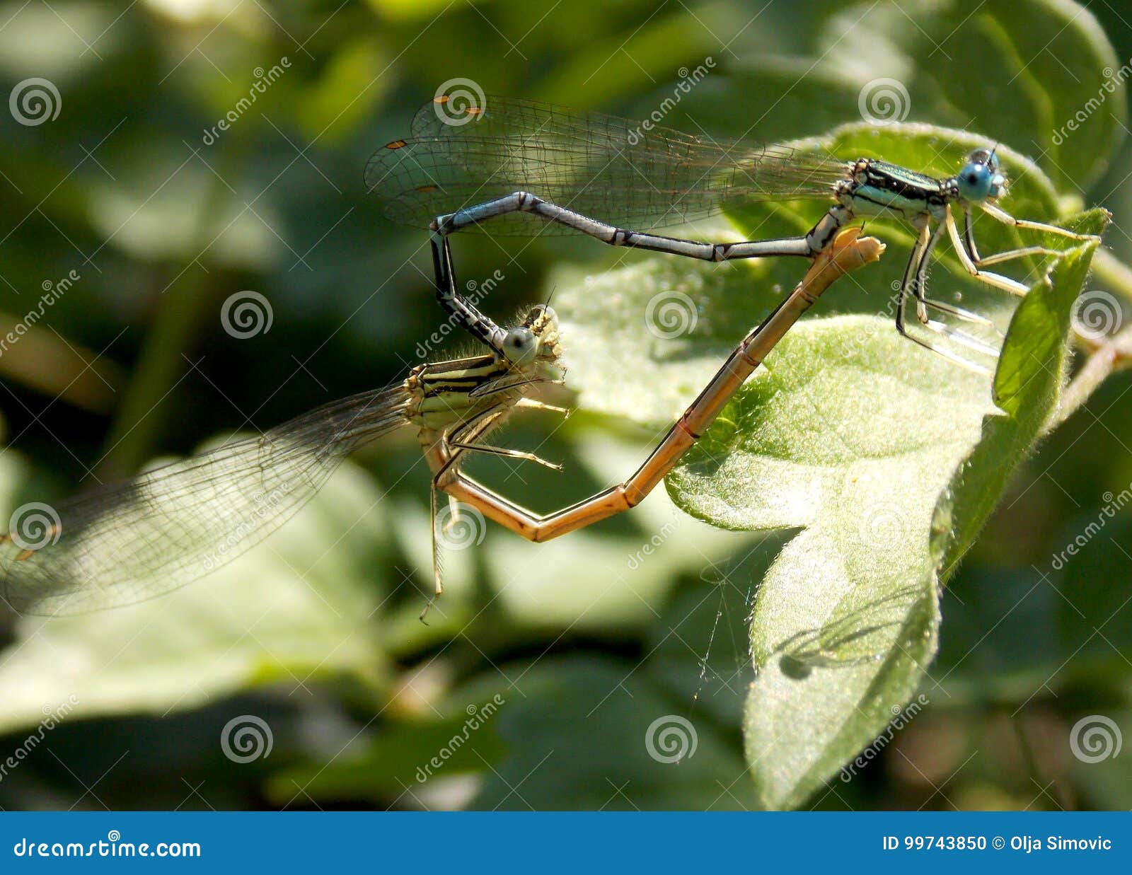 Two dragonflies stock photo. Image of nature, dragonflies - 99743850