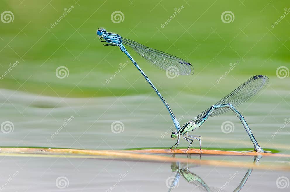 Two dragonfly stock image. Image of face, nature, male - 37140833