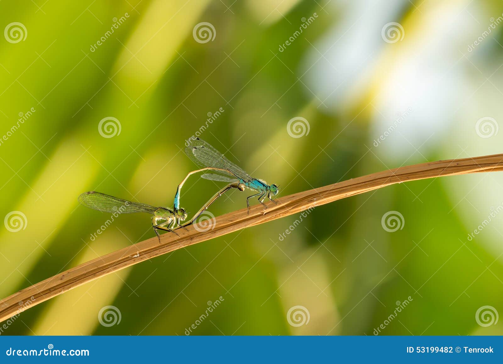 Two dragonfly stock photo. Image of copulation, branch - 53199482
