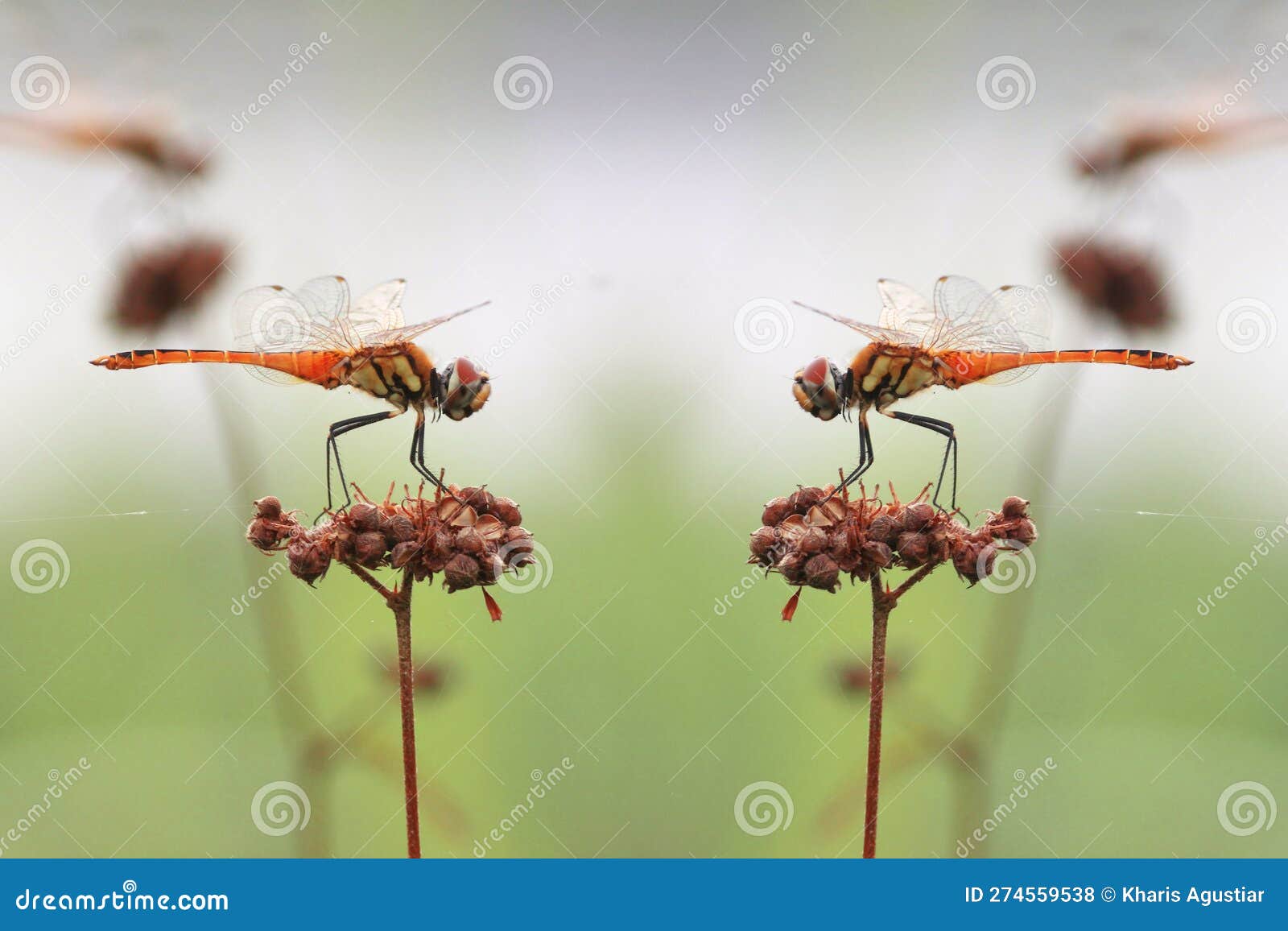 Two Dragonfly Insect Detail Mindspeech Stock Photo - Image of dragonfly ...