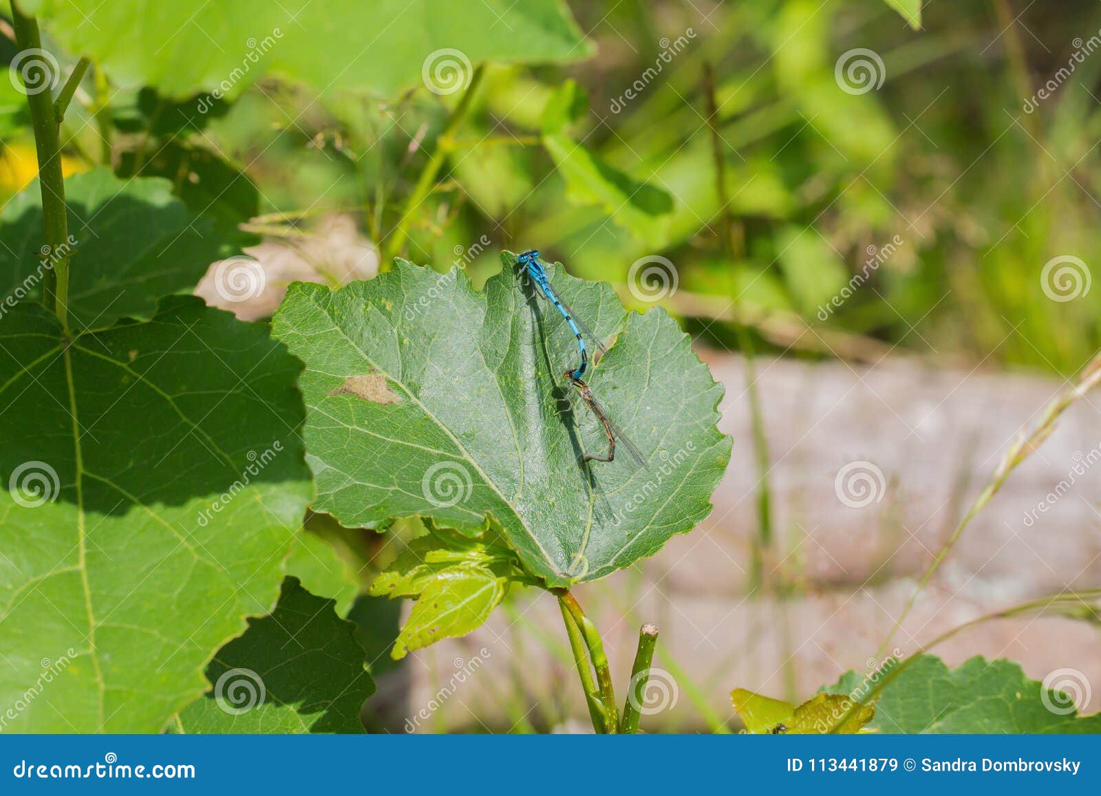 Two Dragonfly Outside in the Garden on a Leaf Stock Image - Image of ...