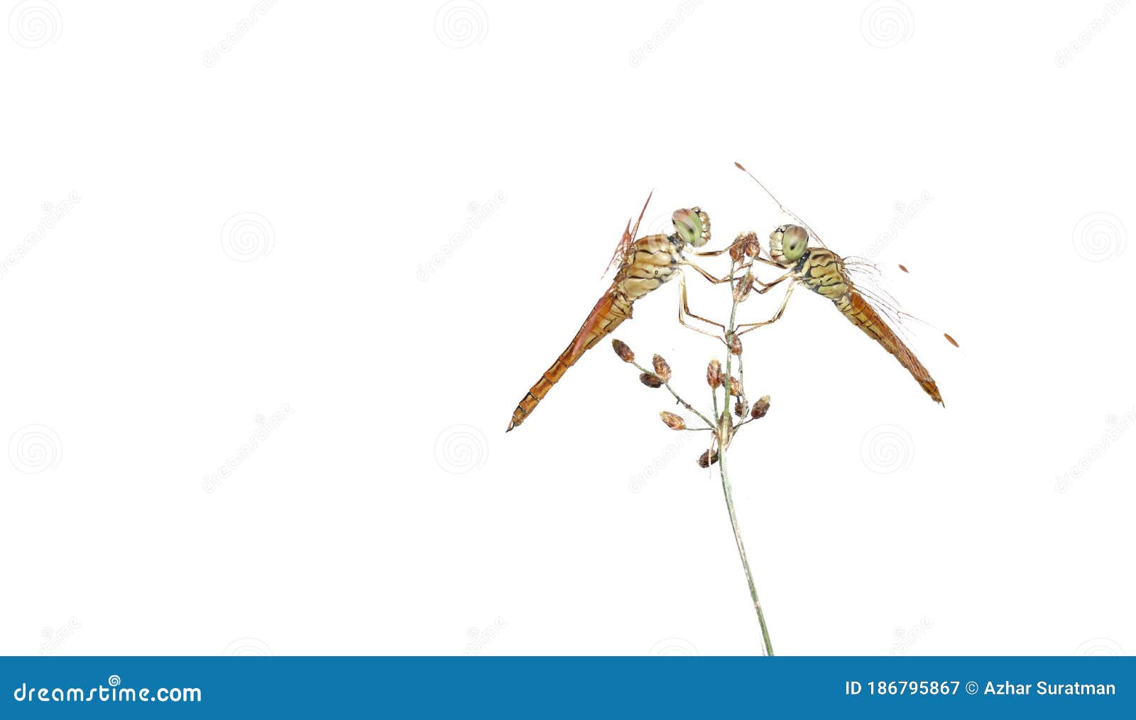 Two of Dragonfly Over White Background Stock Image - Image of dragonfly ...