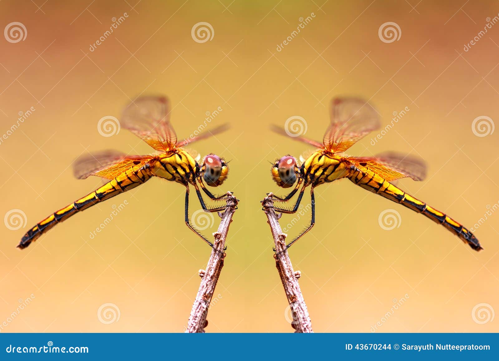 Two Dragonfly on treetops stock photo. Image of resting - 43670244