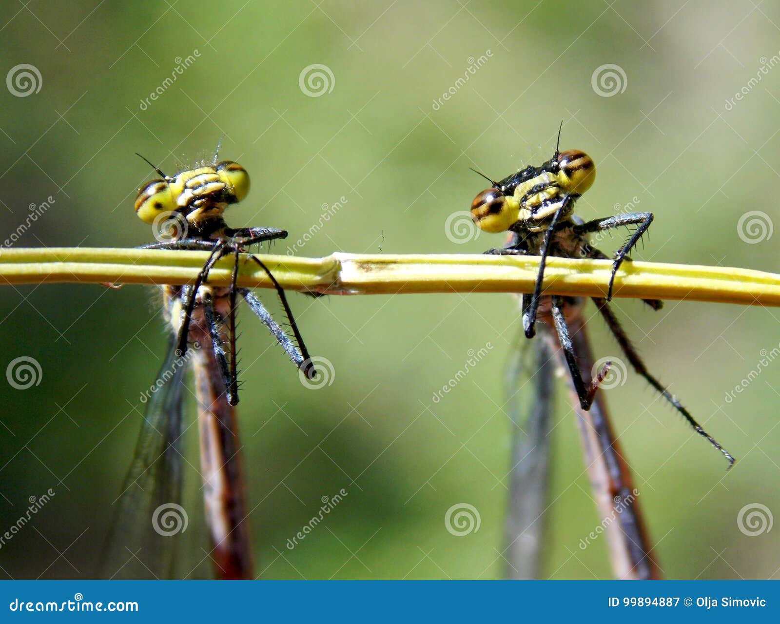 Two Dragonfly stock image. Image of dragonfly, legs, plant - 99894887