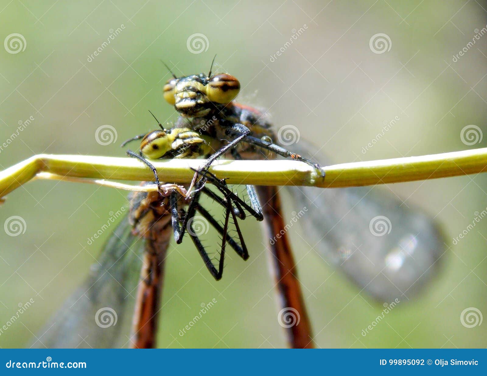 Two Dragonfly stock photo. Image of nature, plant, dragonfly - 99895092