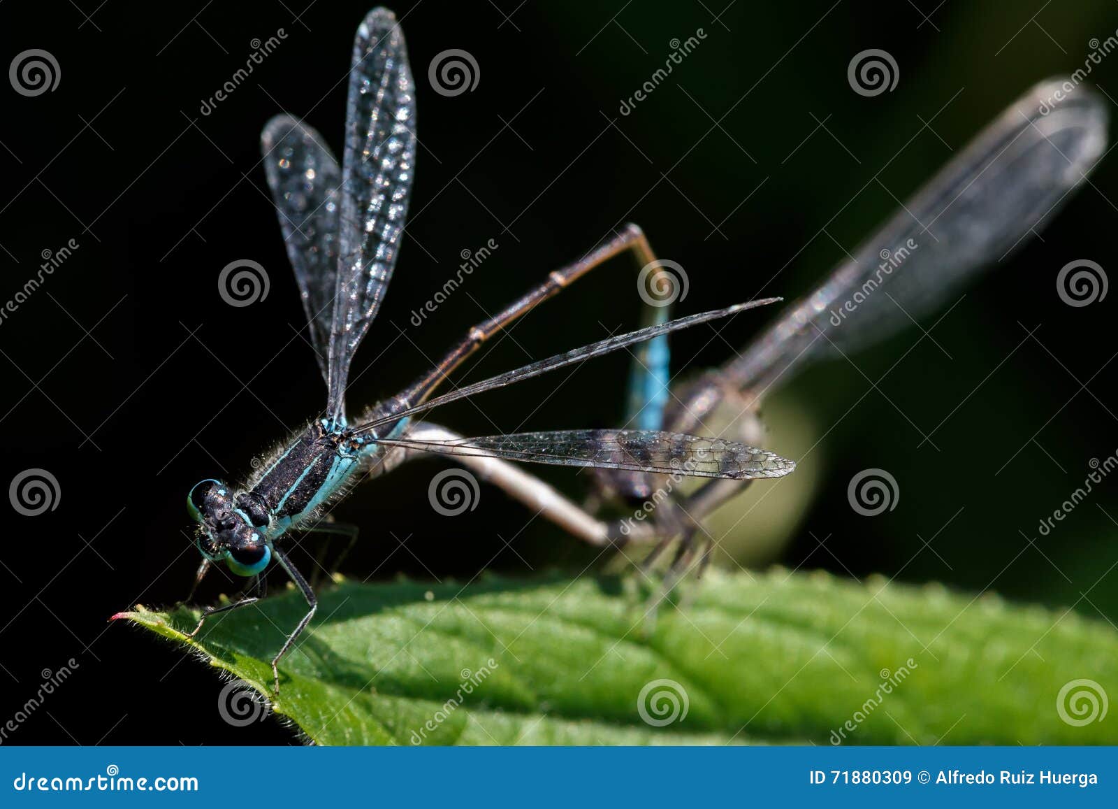 Two dragonflyes stock image. Image of black, detailed - 71880309