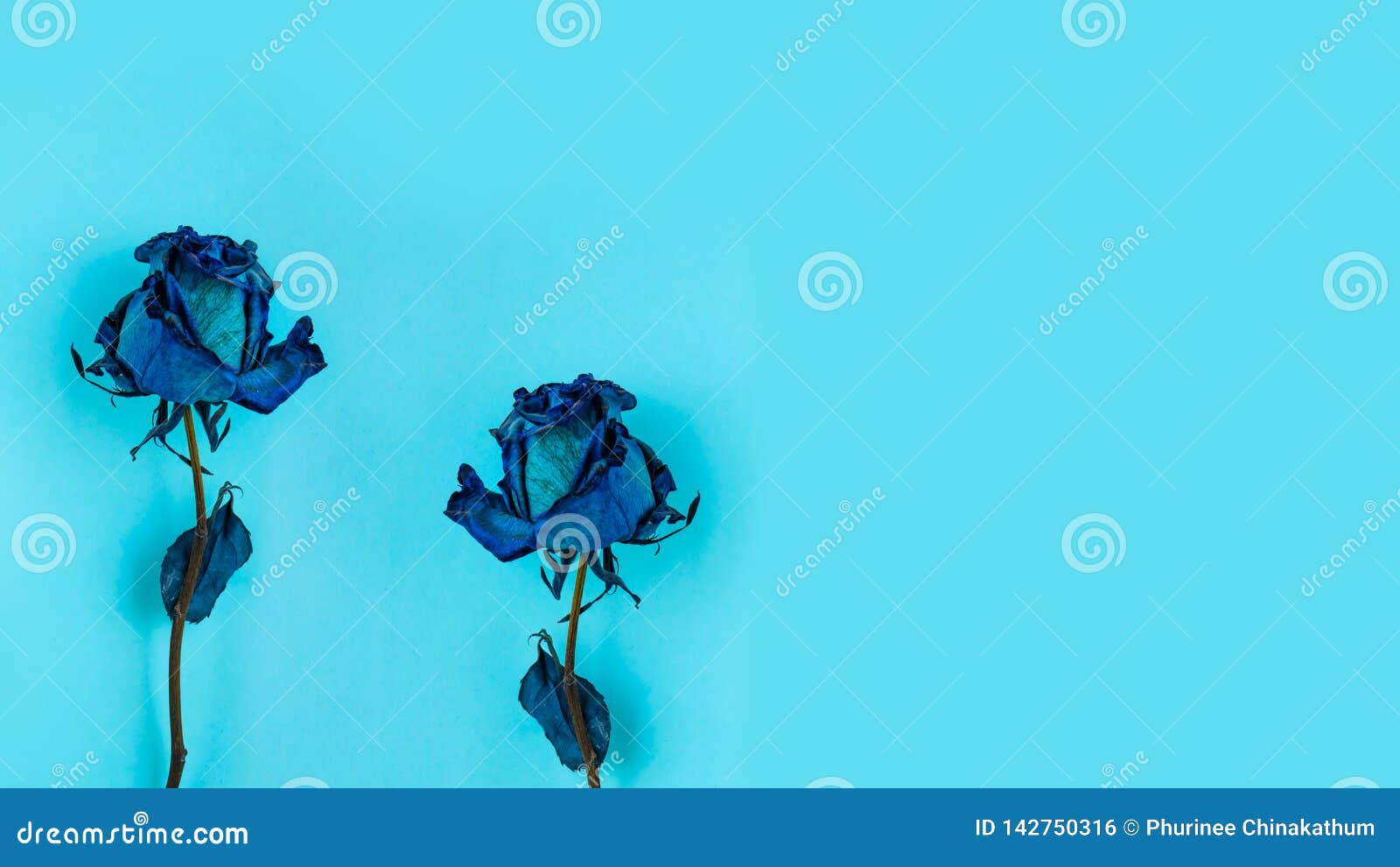 Dried Blue Lotus Flower & X28;Nhympaea Caerulea& X29; Stock Photography ...