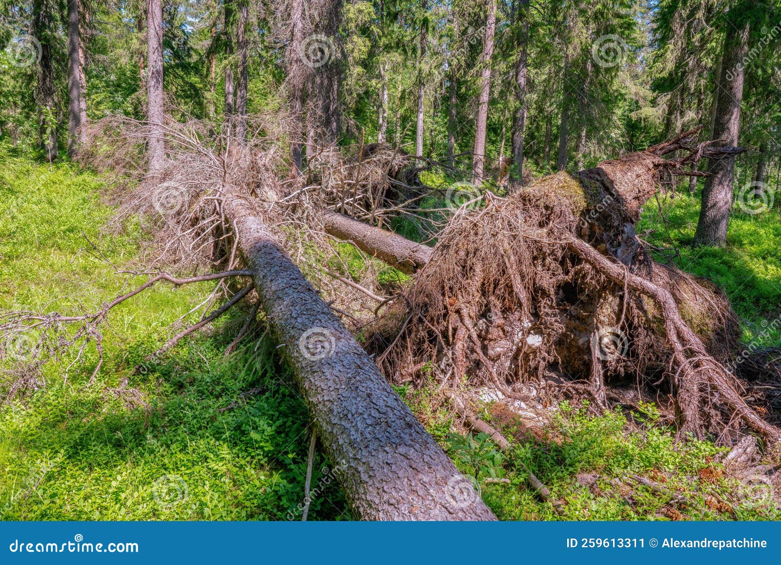 Two Dried Fallen after Storm Spruce Trees Lay in Summer Forest. Dried ...