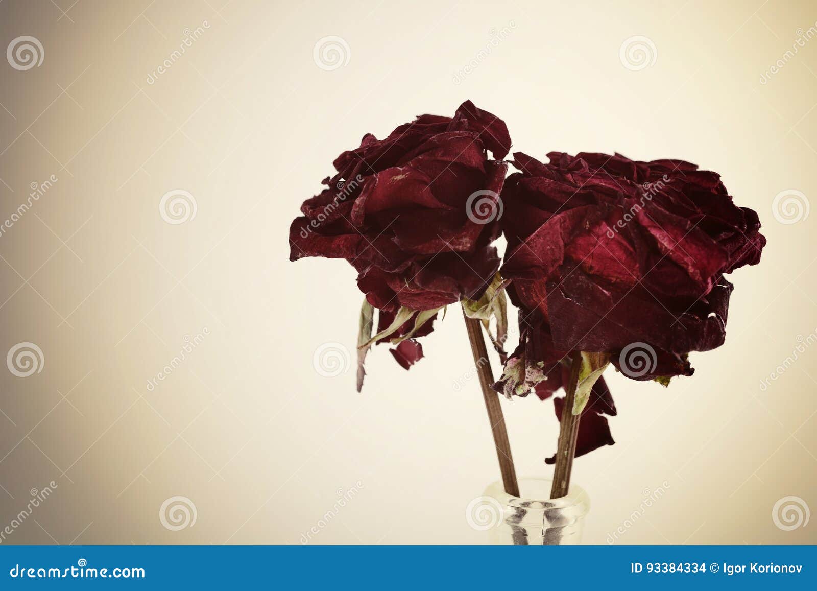 Two Dried Flowers of a Red Rose Stock Photo - Image of closeup, object ...