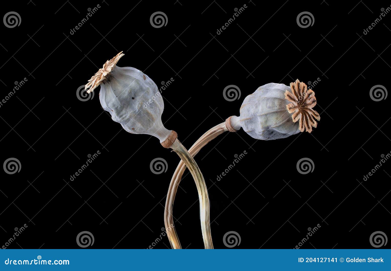 Two Dried Poppy Seed Pods Isolated on Black Stock Image - Image of deck ...