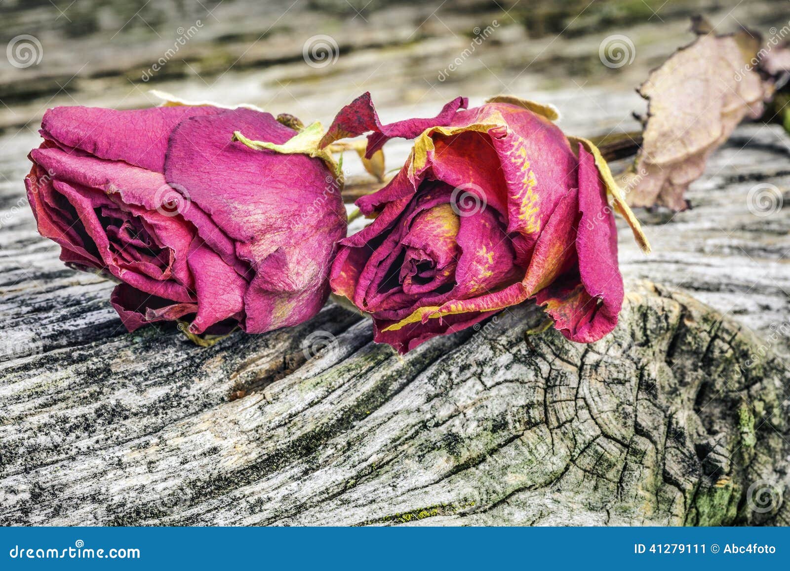 Two dried roses stock image. Image of love, rough, fragile - 41279111