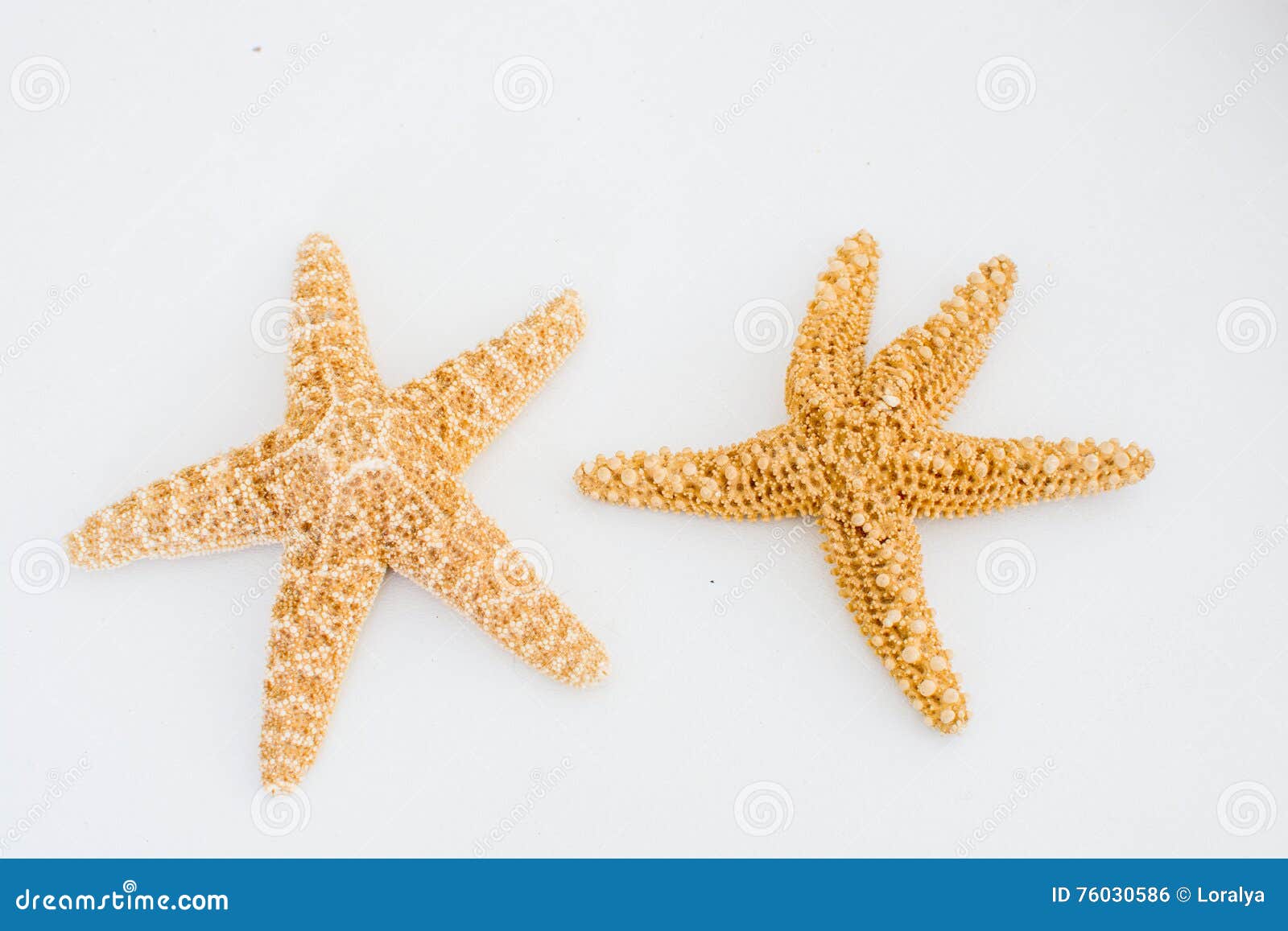 Two Dried Sea Stars on a Grey Background Stock Photo - Image of pearl ...
