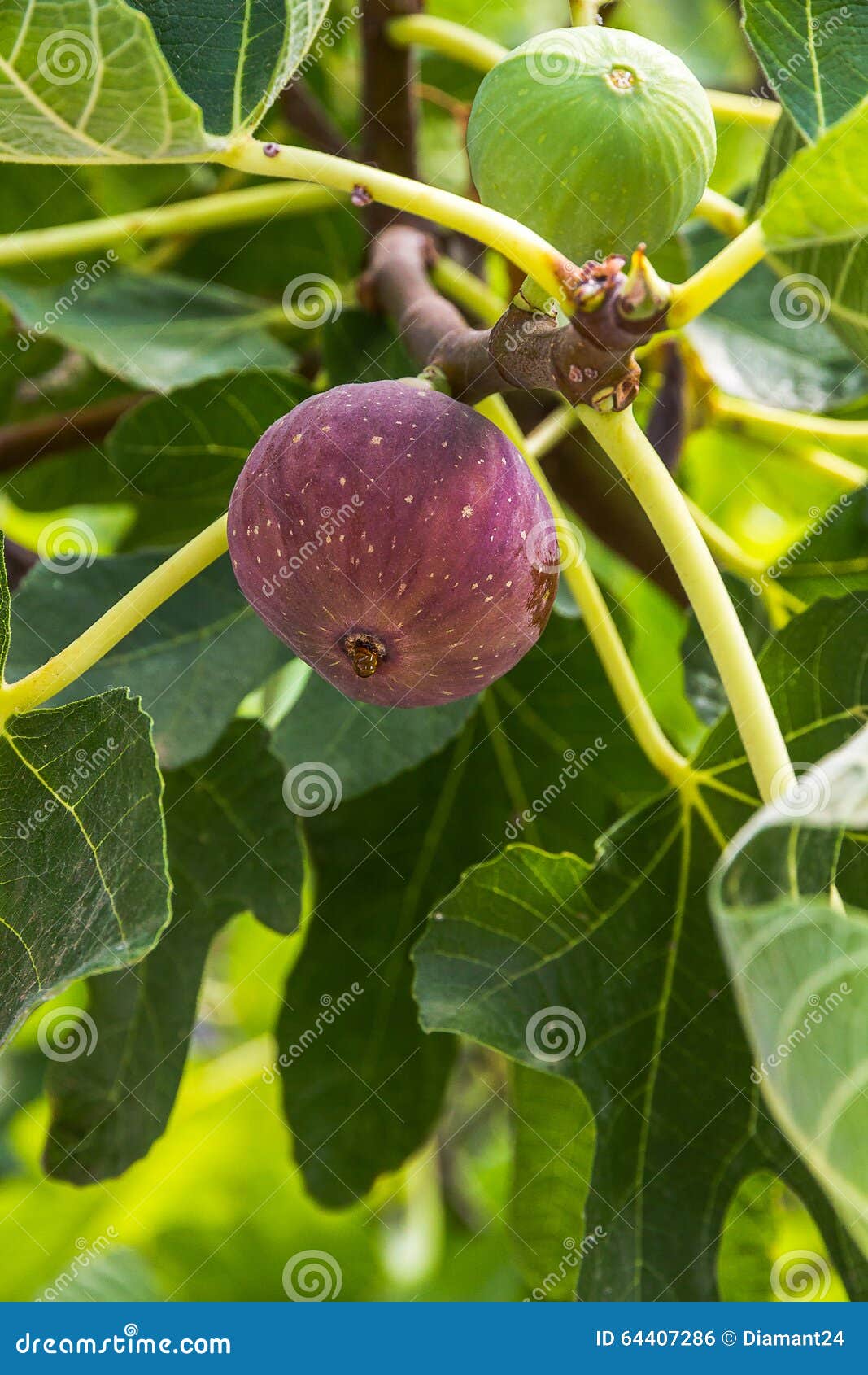 Two Dripping Ripe Fig on the Tree Stock Photo - Image of fruit, grow ...