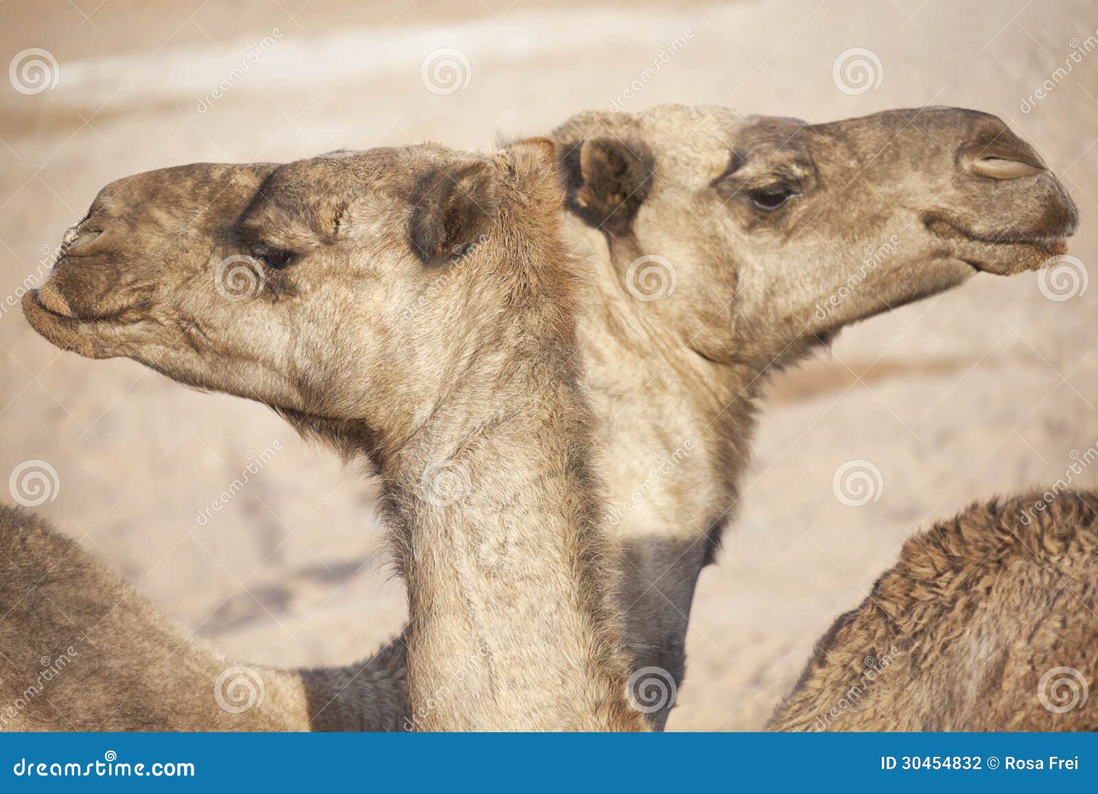 Two dromedaries (camel). stock photo. Image of dromedary - 30454832