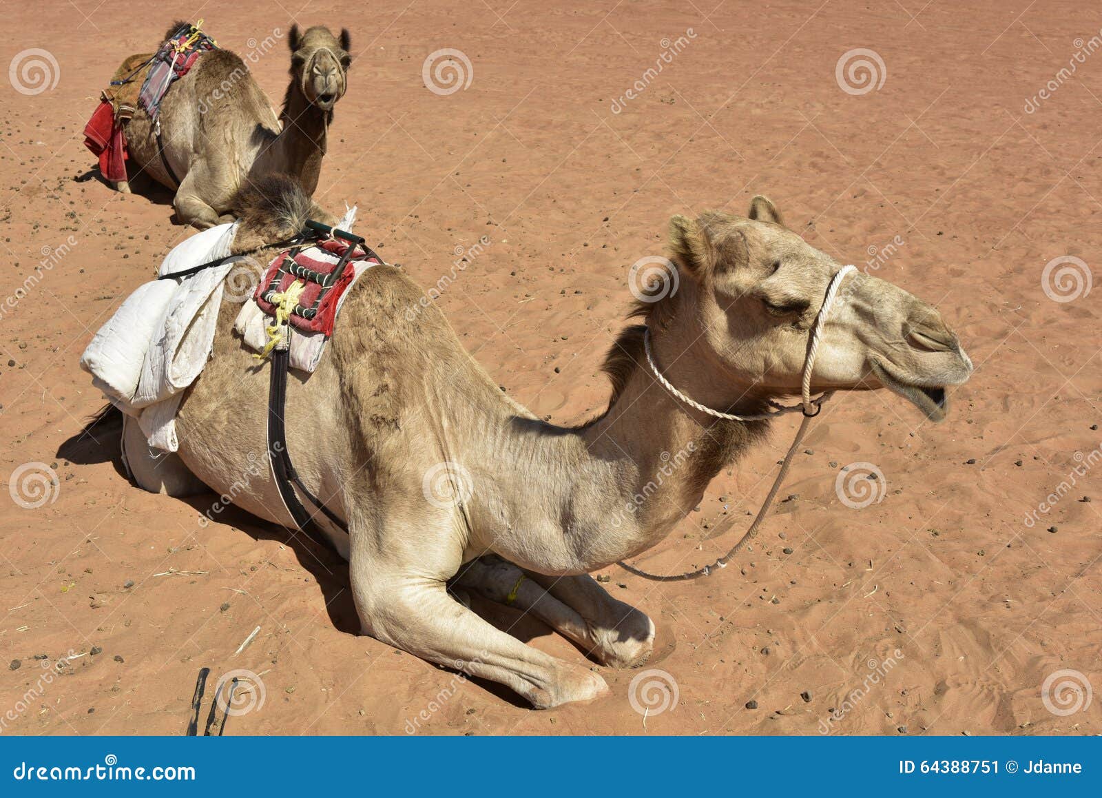 Two Dromedaries in the Wahiba Desert, Oman Stock Image - Image of ...