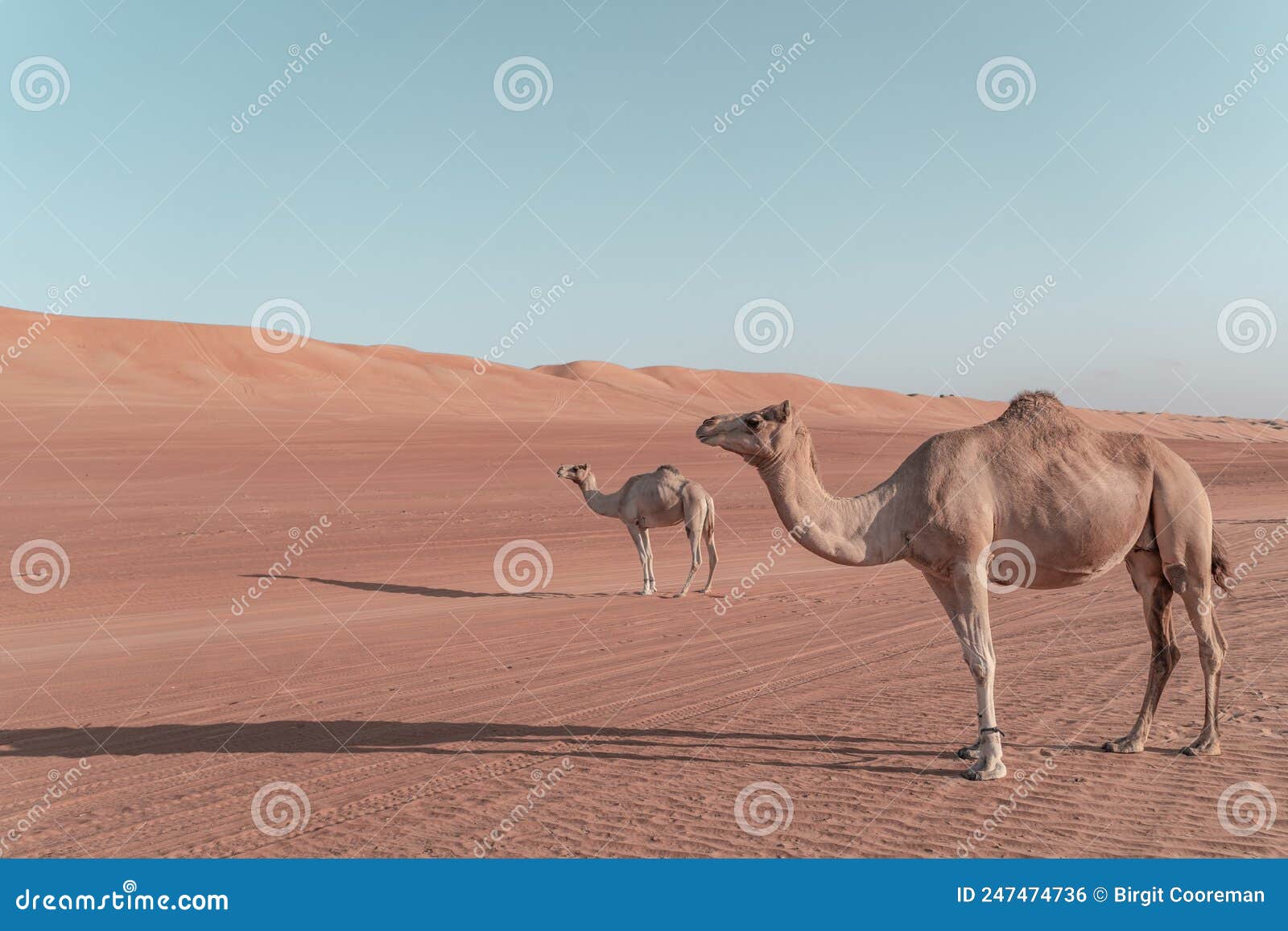 Two Dromedary Camels Standing in the Desert of Oman Stock Photo - Image ...