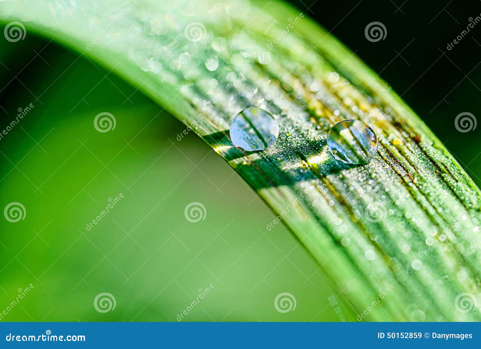 Two drops stock image. Image of raindrop, plant, sphere - 50152859