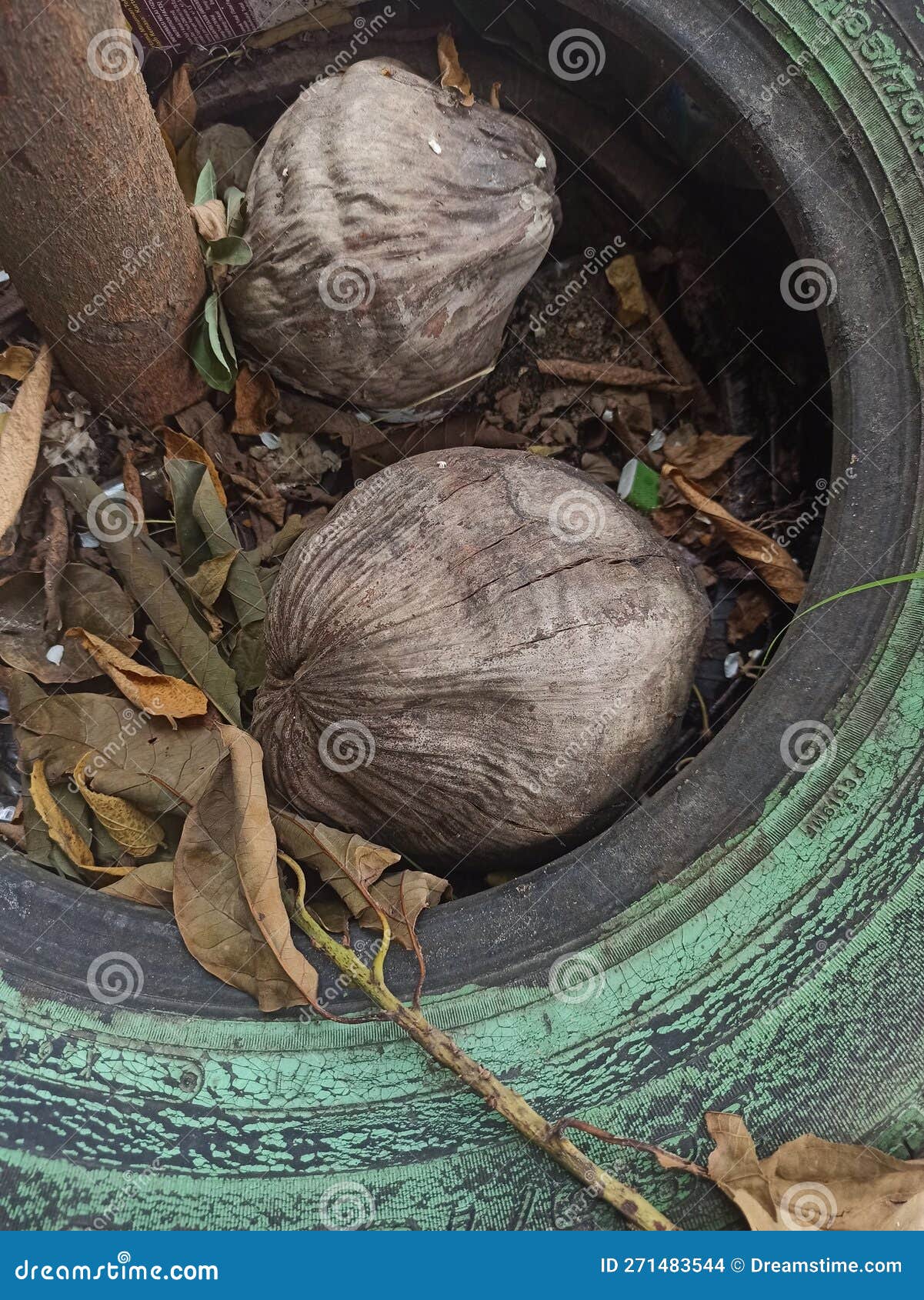 Two Dry Coconuts after Fallen from the Tree Stock Photo - Image of food ...