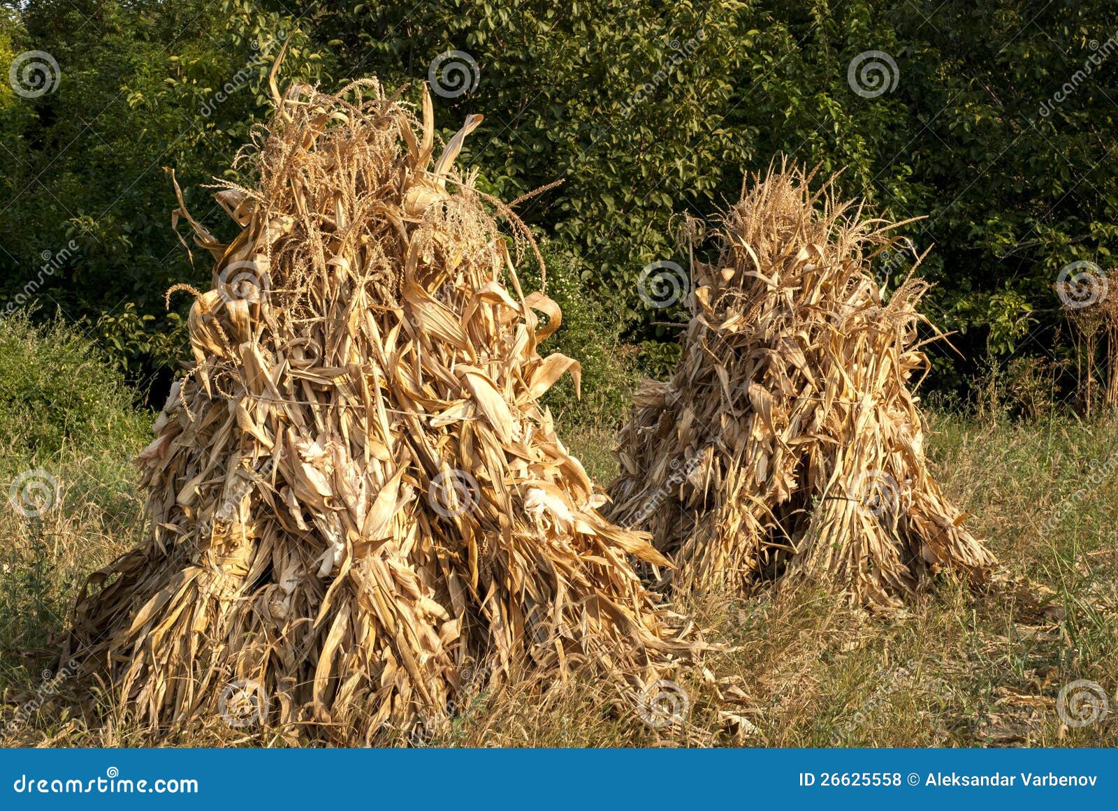 Two dry corn ears stacks stock photo. Image of landscape - 26625558