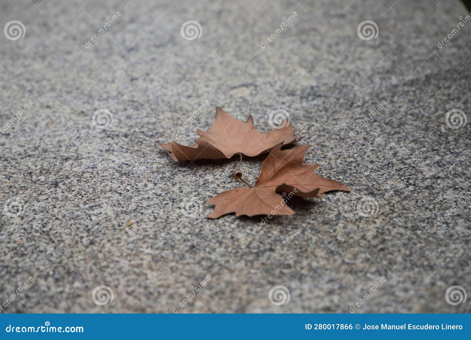 Two Dry Fallen Leaves on a Granite Background. Concept Autumn and ...