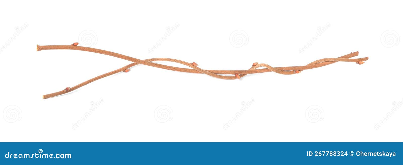 Two Dry Tree Twigs on White Background Stock Photo - Image of leafless ...