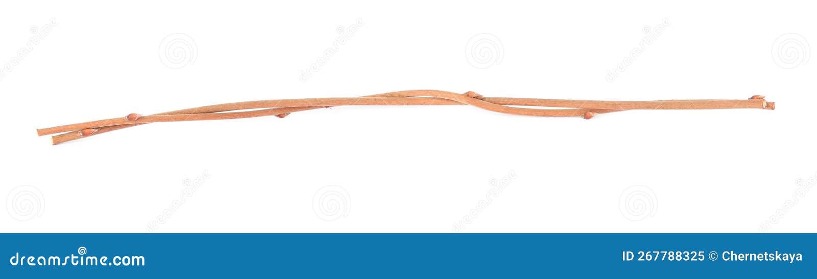 Two Dry Tree Twigs on White Background Stock Image - Image of nature ...