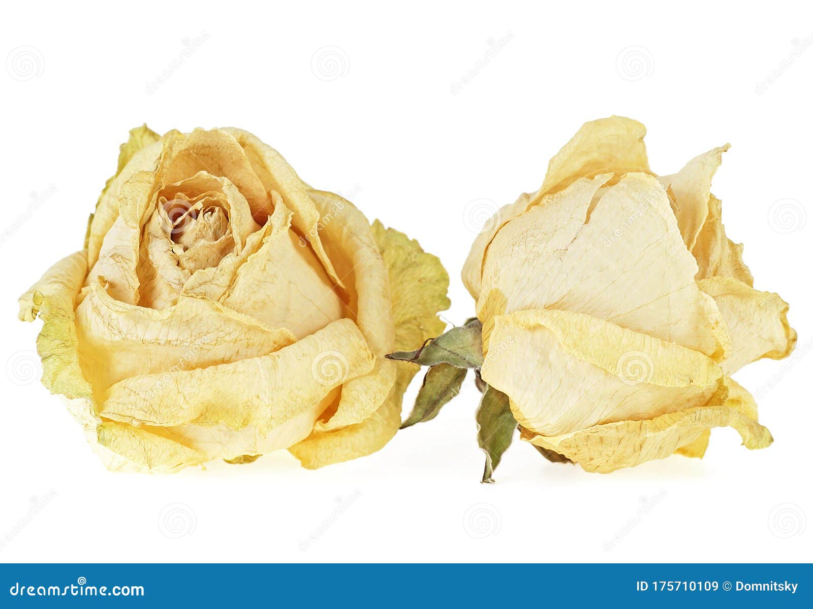 Two Dry White Roses on White Background Stock Image - Image of stem ...